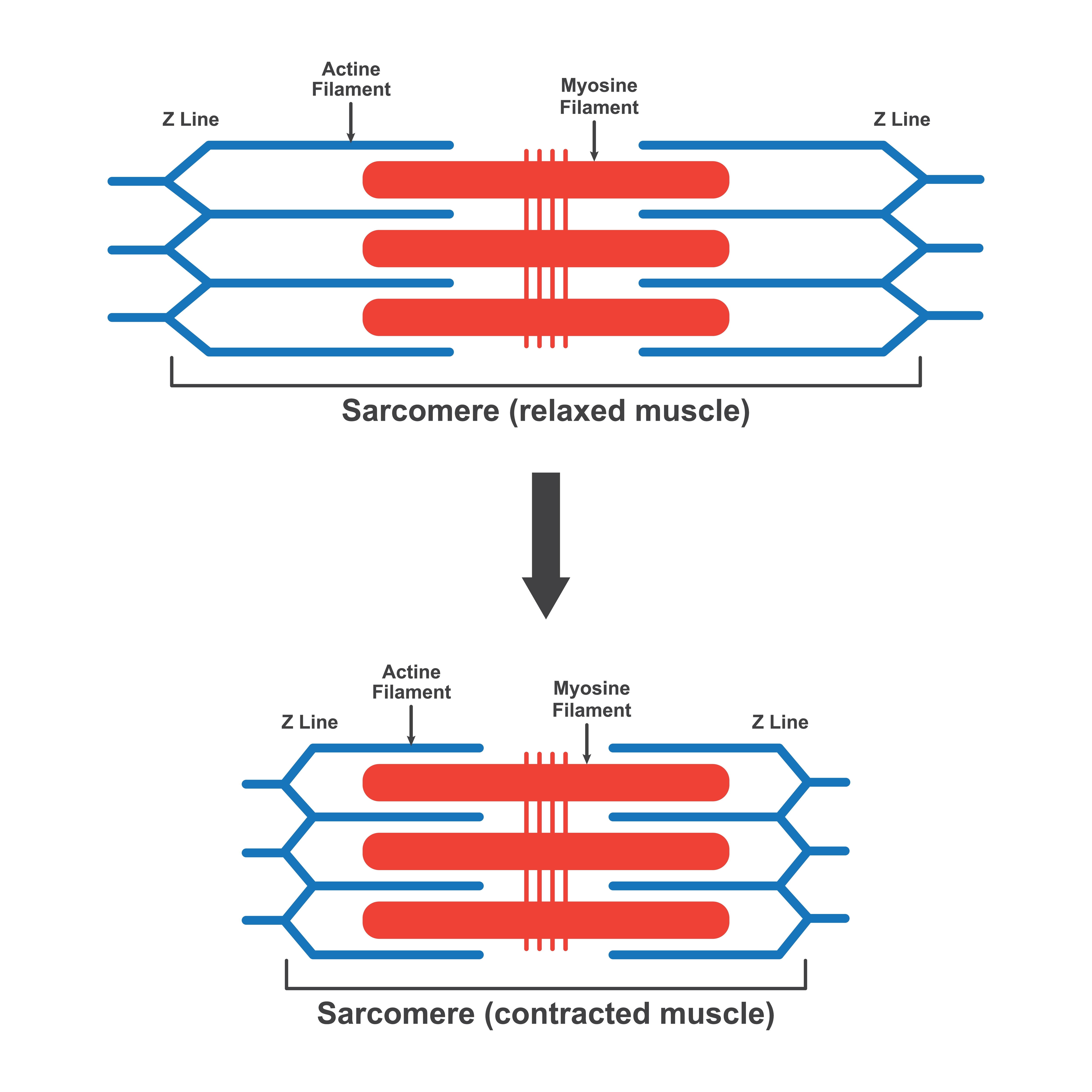 Contractility | Brookbush Institute Glossary