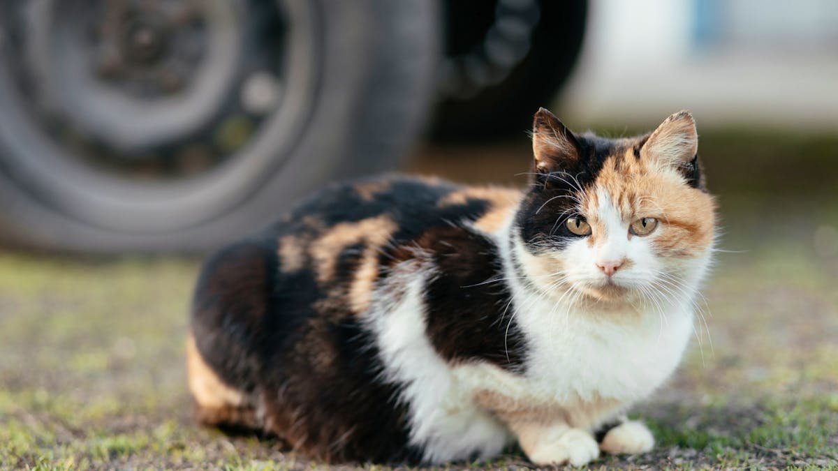 No Clear Connection Between Soy-Coated Wiring and Rodents - Car Talk