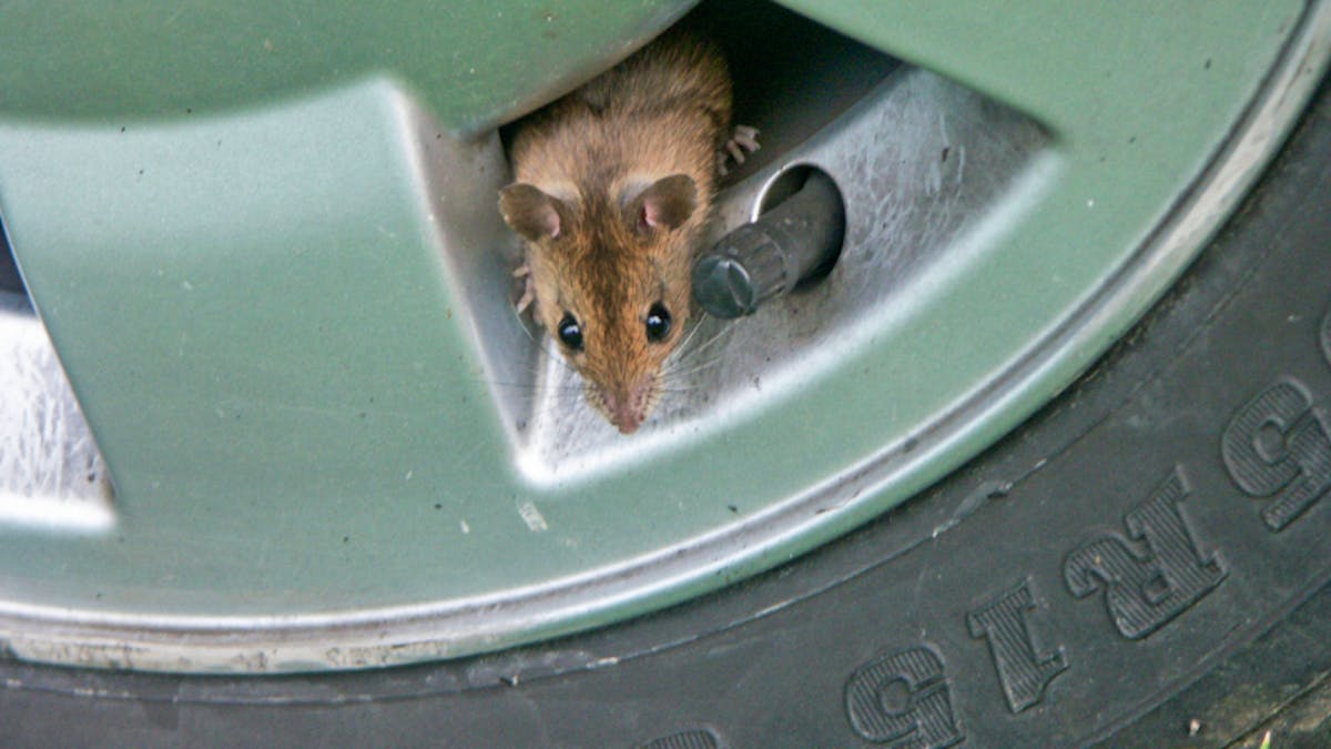 If You Give A Mouse an M&M, It May Find New Ways Into Your Car - Car Talk