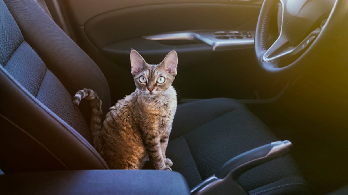 Best Cat Carriers for Cars - Car Talk