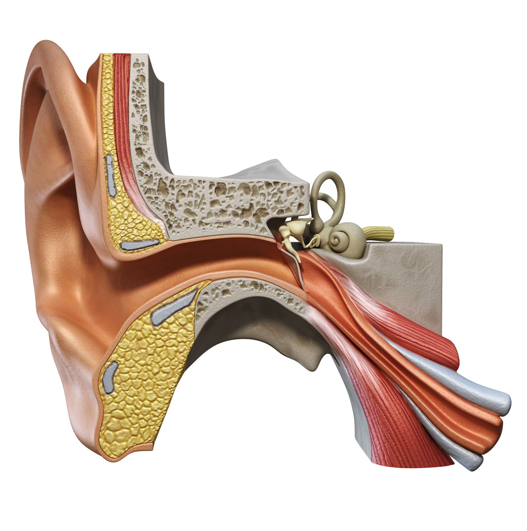 Noise and Hearing – Read Our Guides – Hellberg Safety