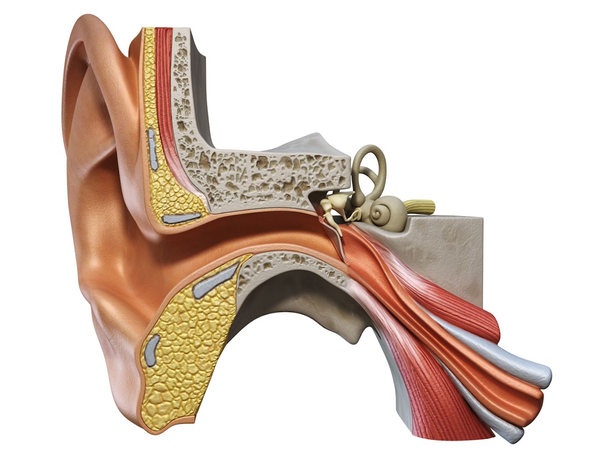 How Hearing Works – Hellberg Safety