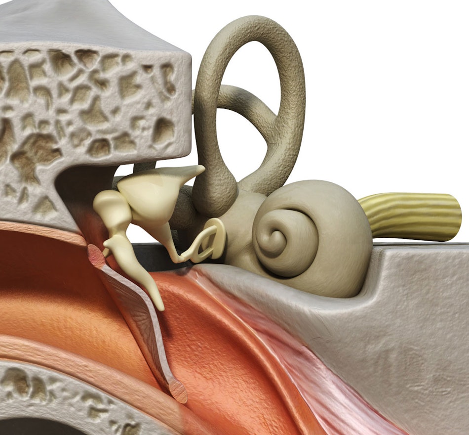 How Hearing Works – Hellberg Safety