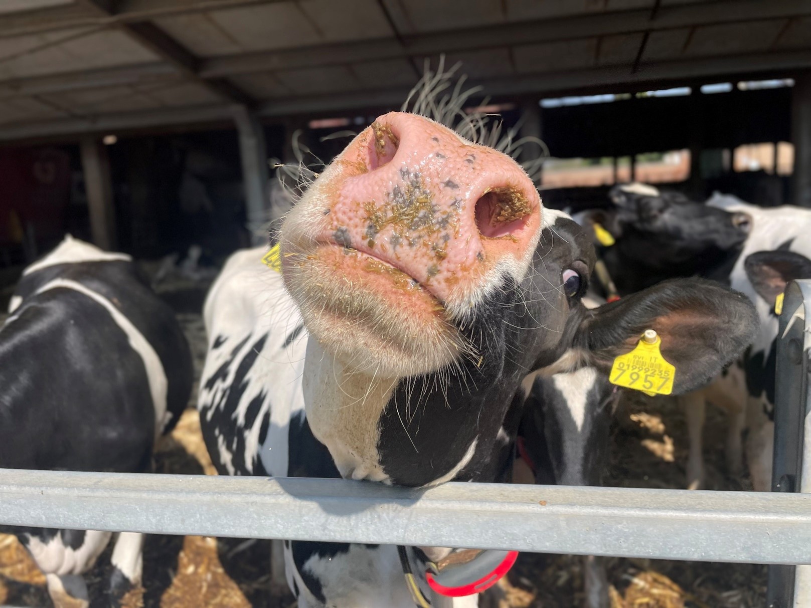How to Increase the Bypass of Proteins and Starches in Cattle