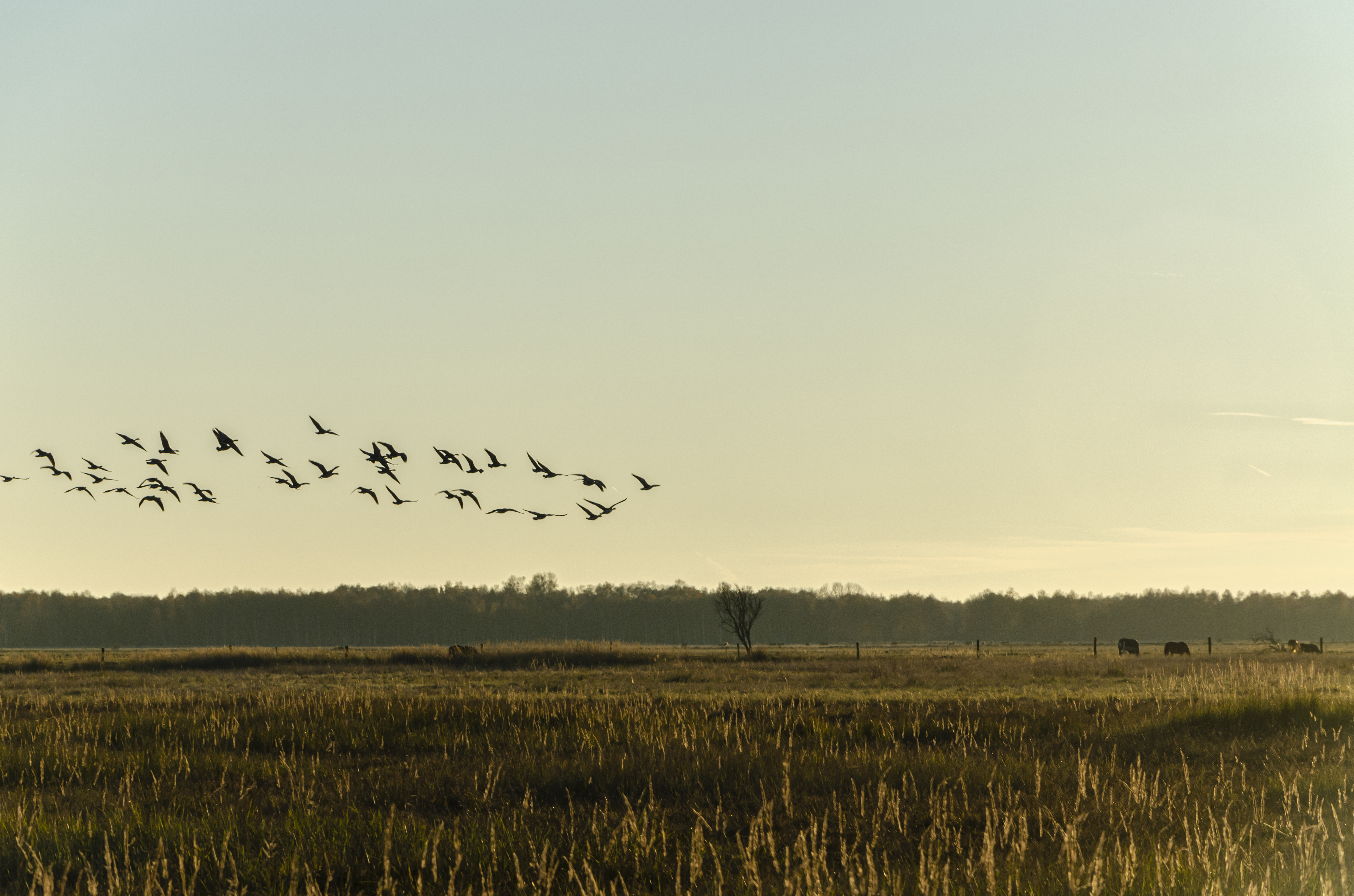 Billån beregner elbil | Ansøg om et lån til elbil | AL Finans