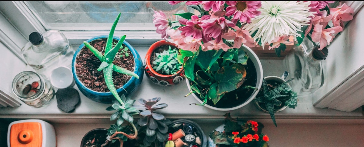 Explore: The science of having flowers around you