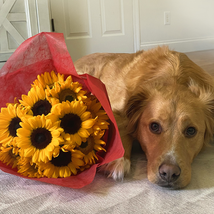 Pet Friendly Flowers | Pet Safe Flowers | Dog Flowers