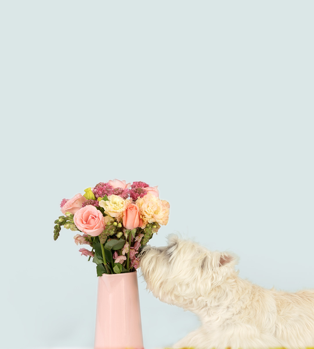 Pet Friendly Flowers | Pet Safe Flowers | Dog Flowers