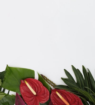 Tropical Flowers & Plants | Flower Delivery | Plant Delivery