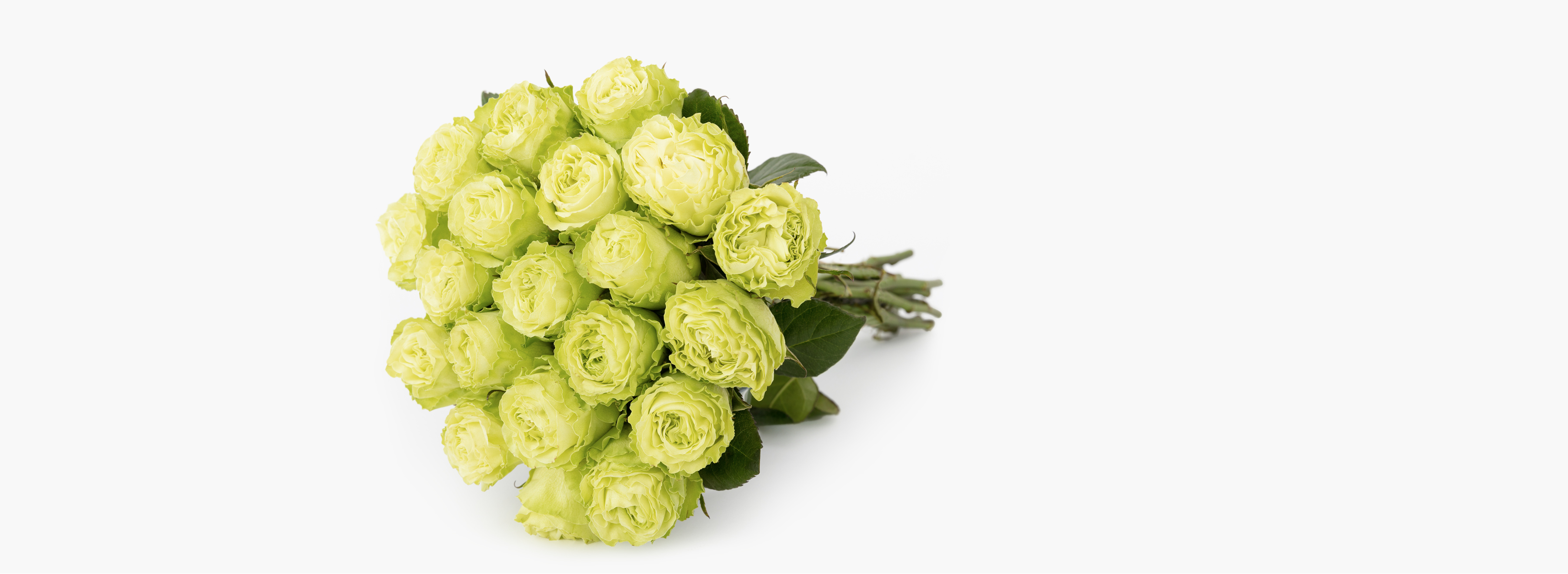 Fresh & Lush Green Rose Bouquet | BloomsyBox