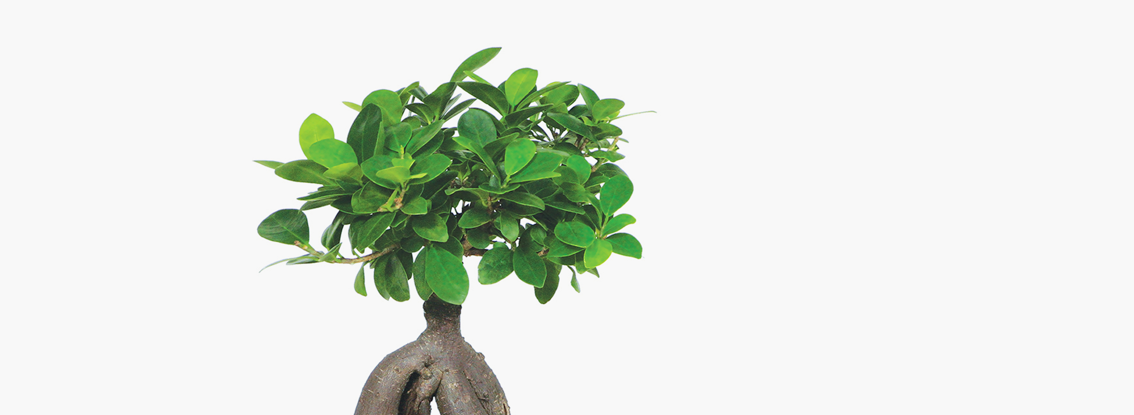 Ginseng Grafted Ficus | Plant Delivery | BloomsyBox