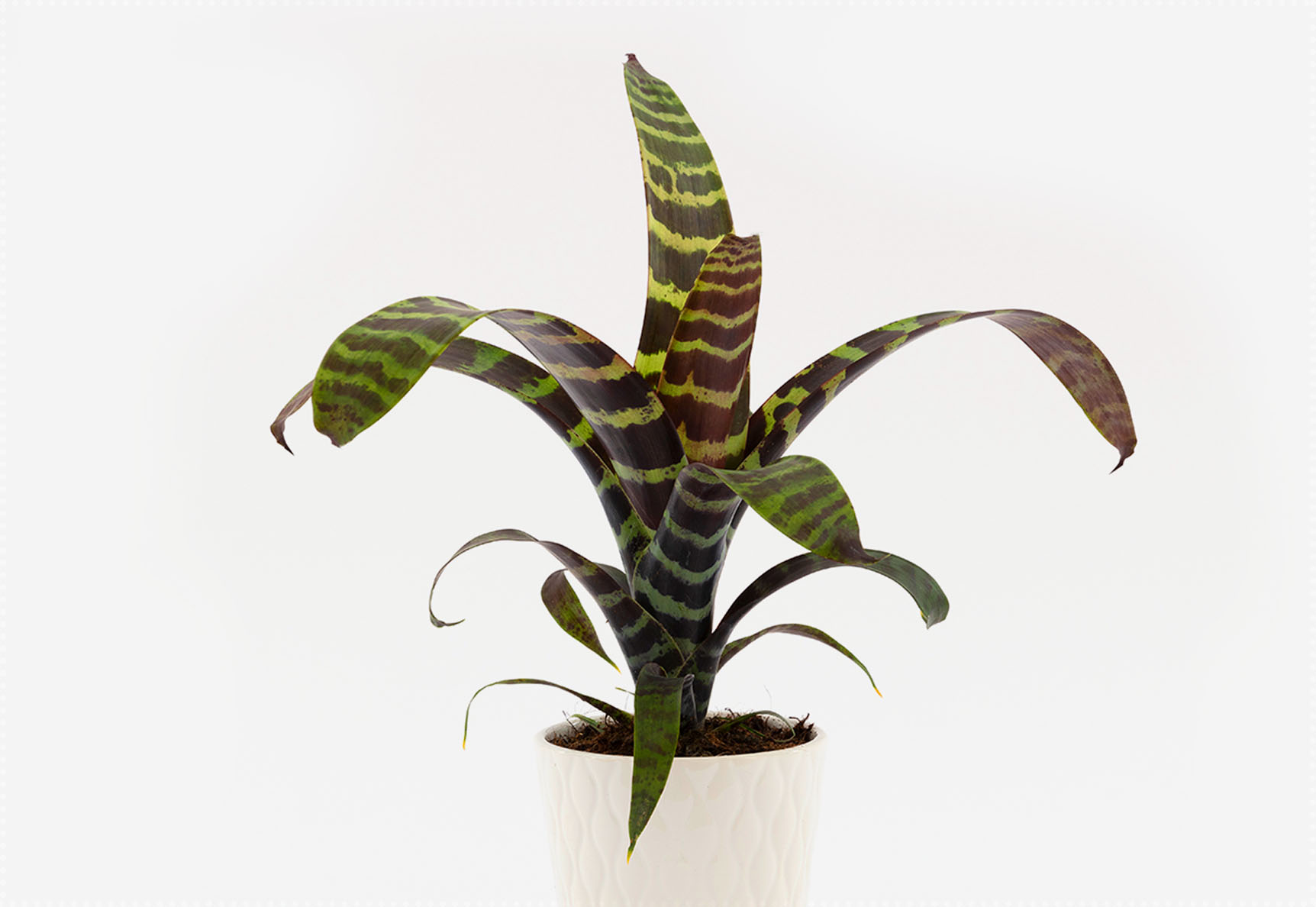 Splenriet Bromeliad