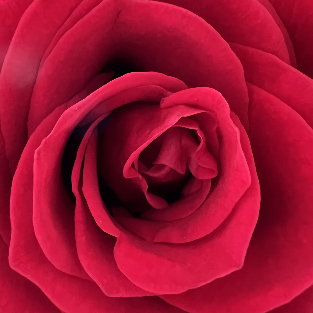 Rose Delivery | Farm-Fresh Roses Delivered Nationwide
