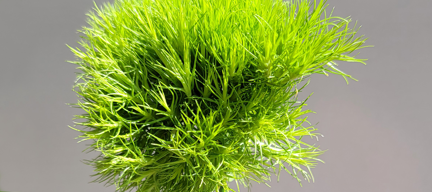 Dianthus Green Ball