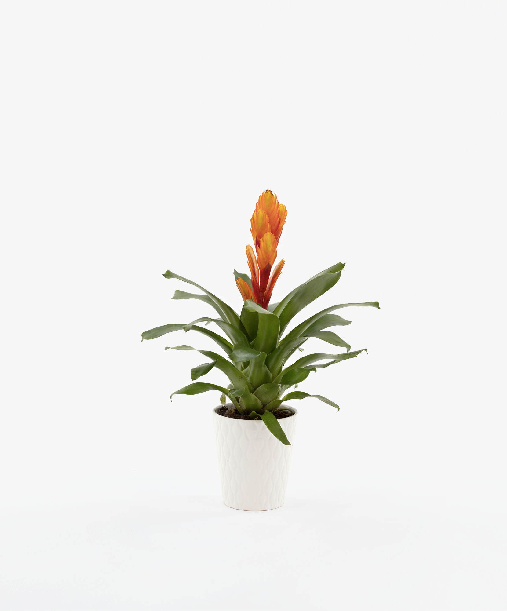 Fiery Bromeliad