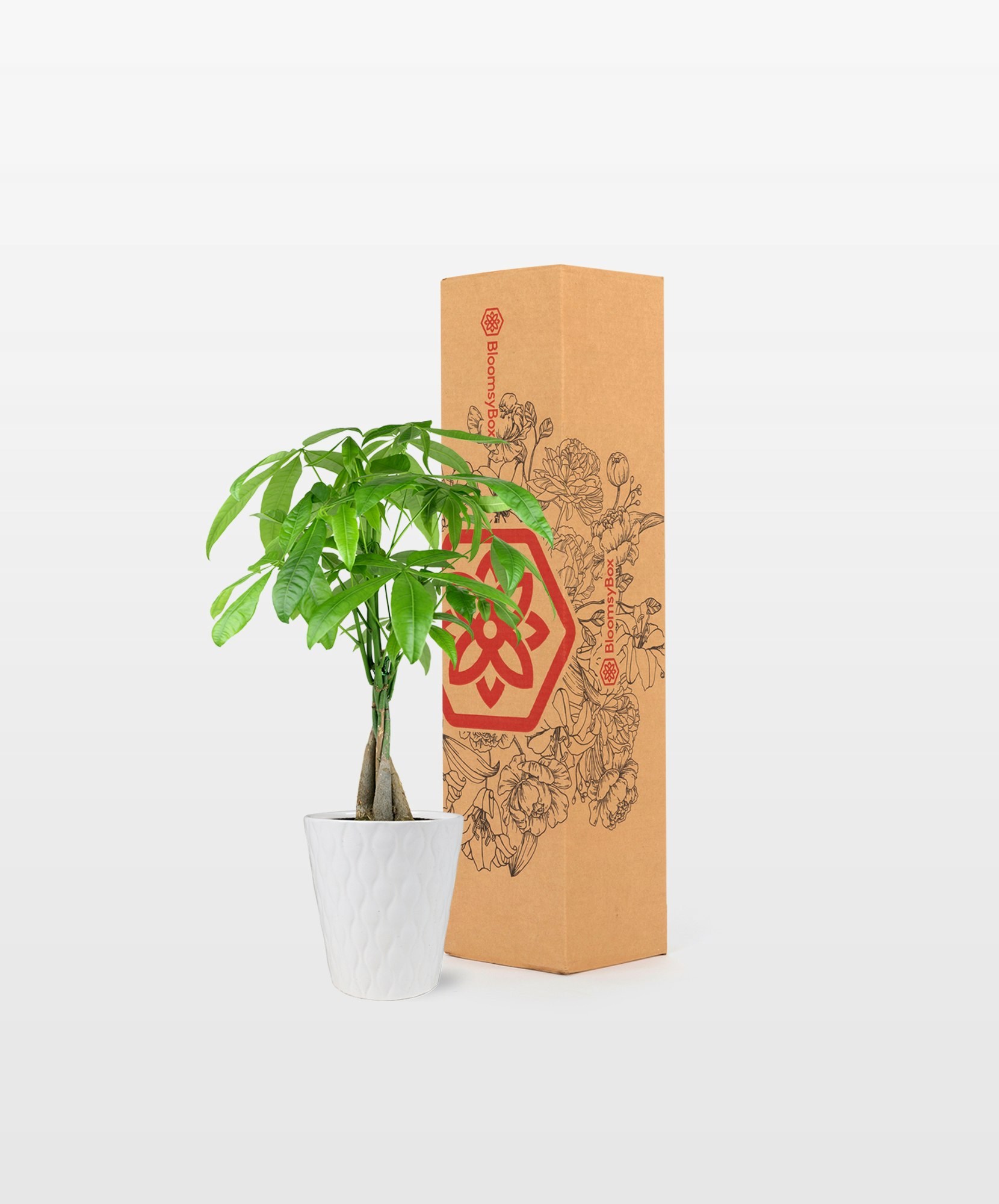 Singapore Money Tree - Online Delivery | BloomsyBox.com