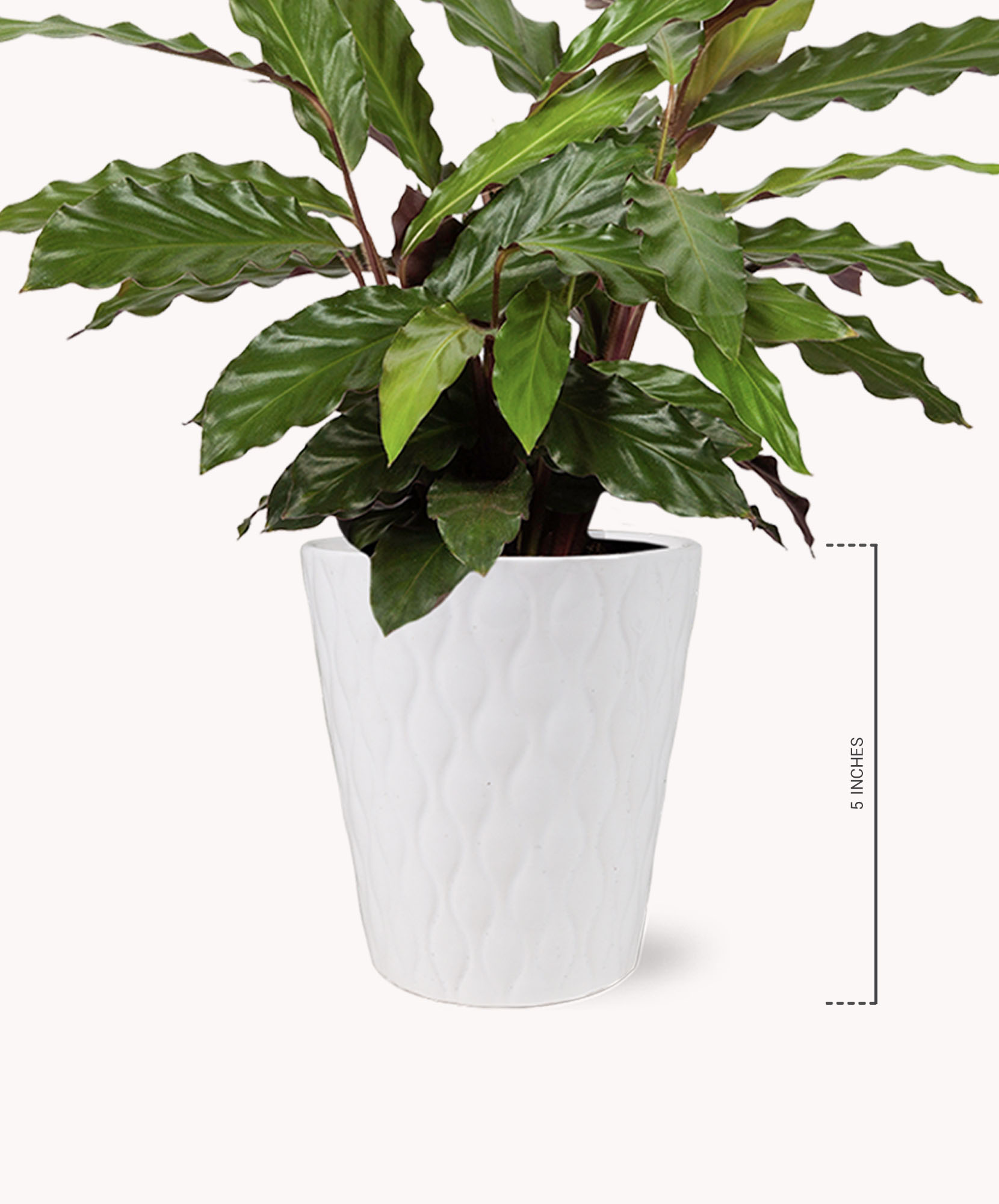 Calathea Wavestar