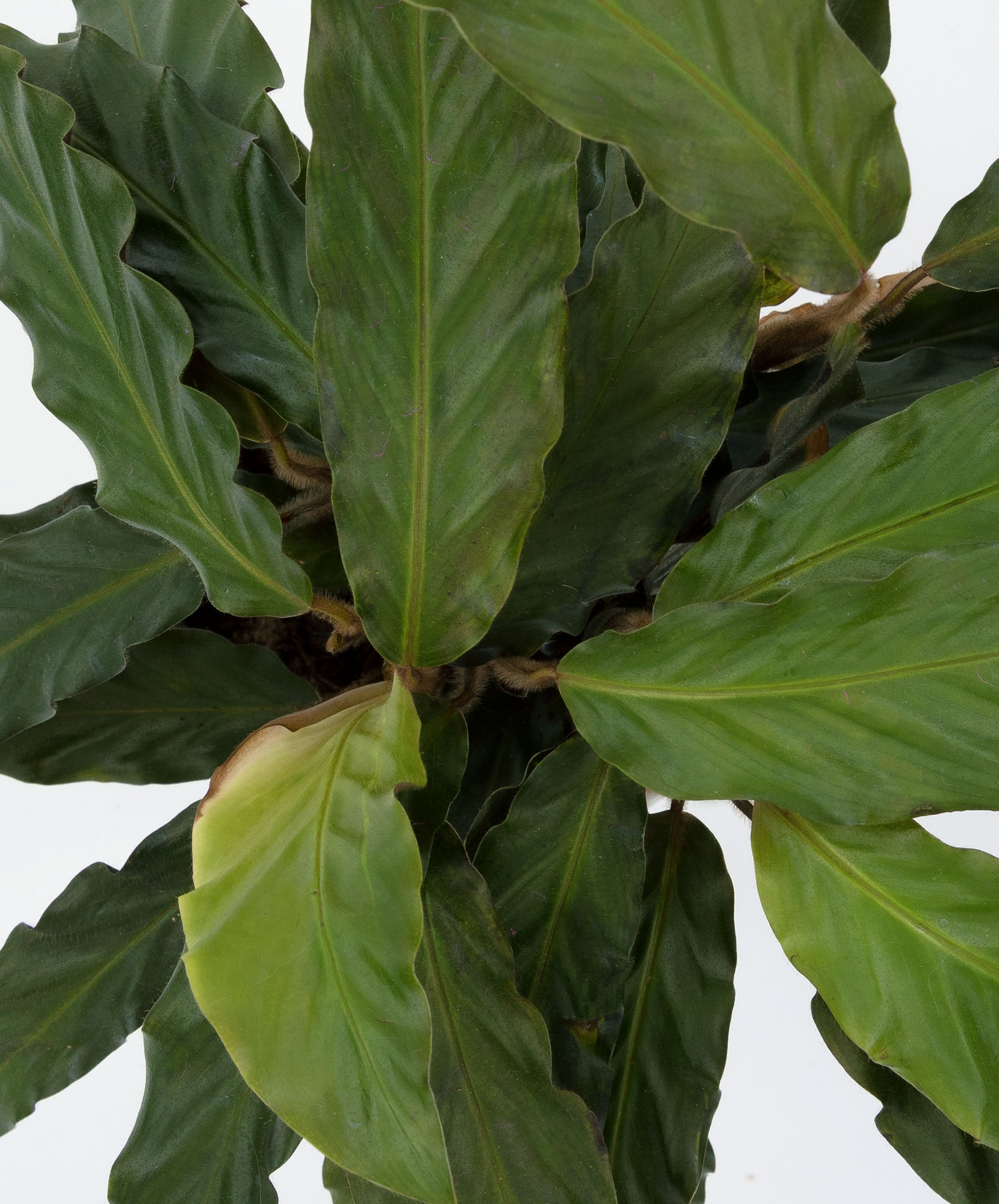 Calathea Wavestar