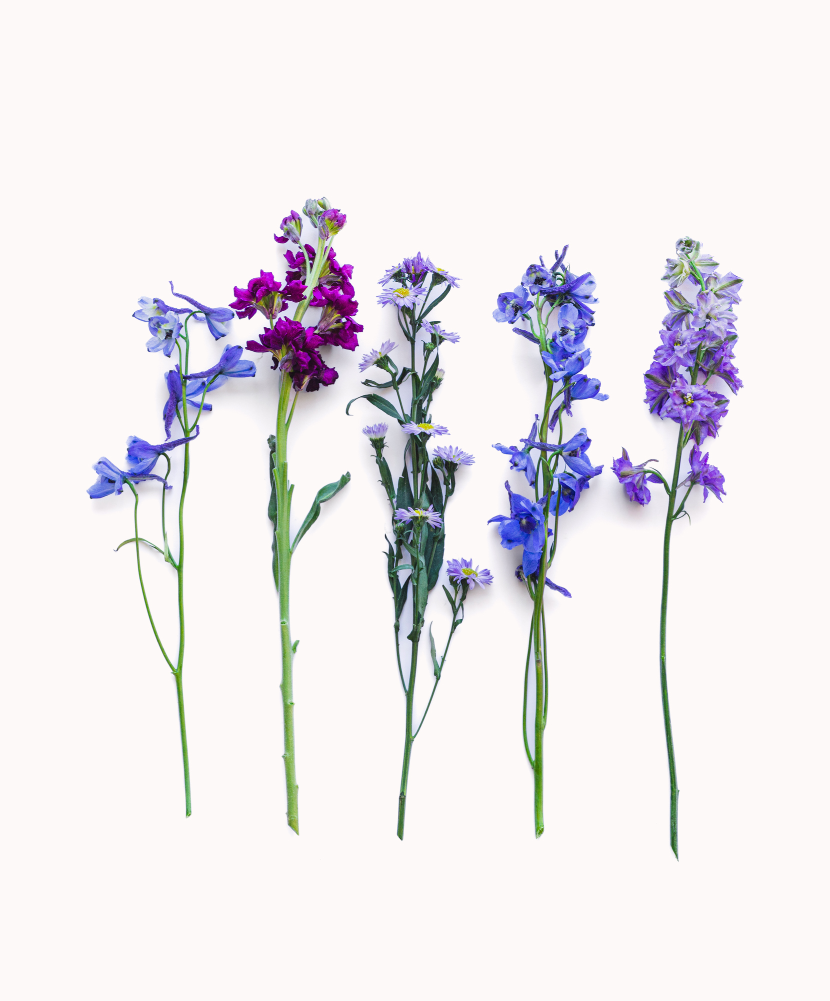 Blue Botanica | BloomsyBox