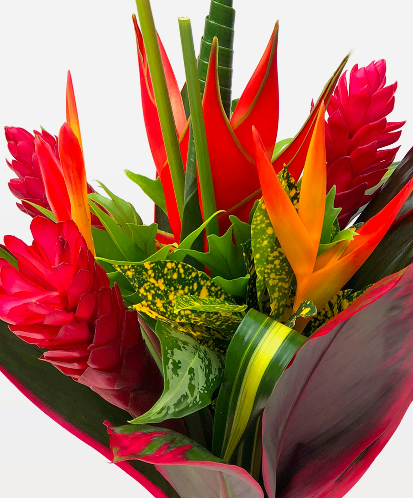 Tropical Treasure - Flower Delivery | BloomsyBox