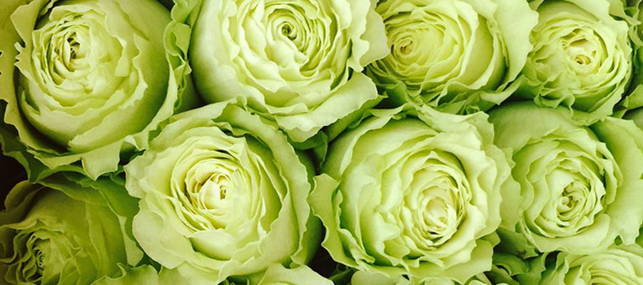 Lemonade Roses