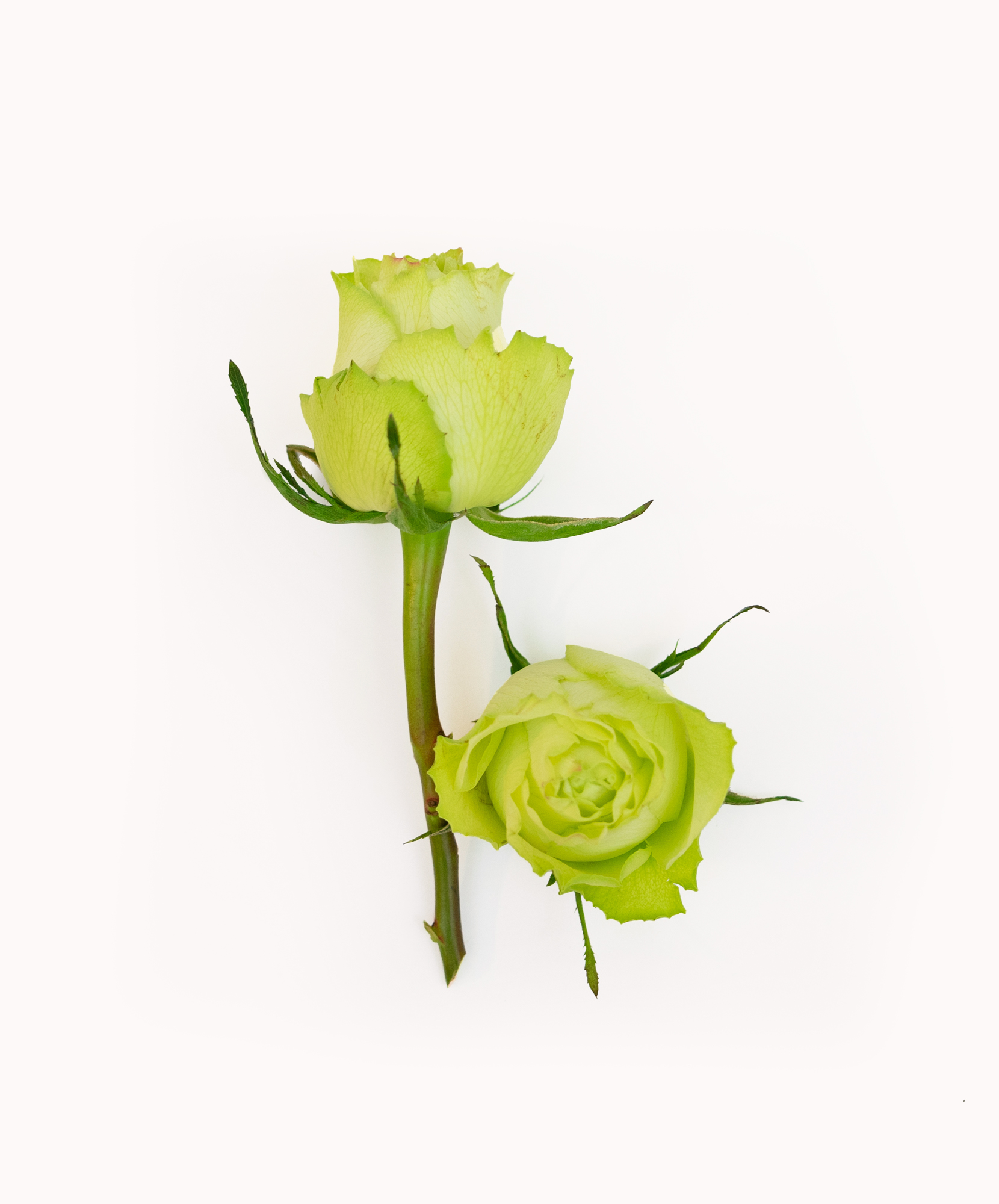 Lemonade Roses Bouquet | BloomsyBox
