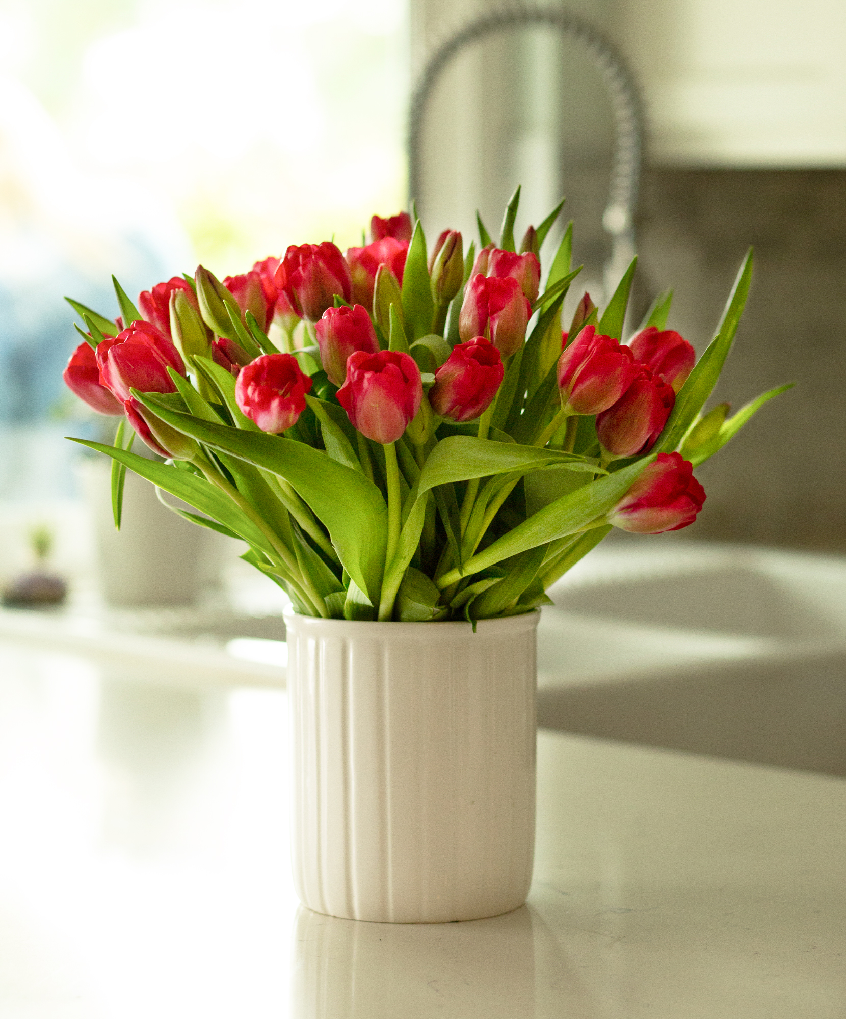 Radiant Red Tulip