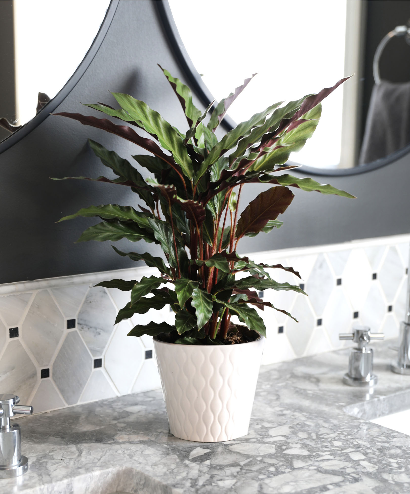 Calathea Wavestar Plant | BloomsyBox
