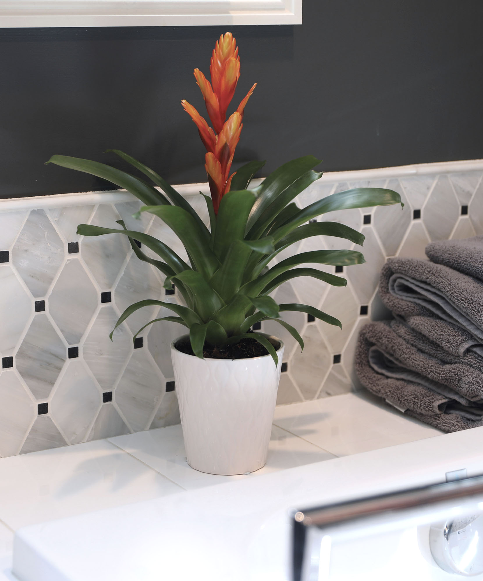 Fiery Bromeliad Plant | BloomsyBox