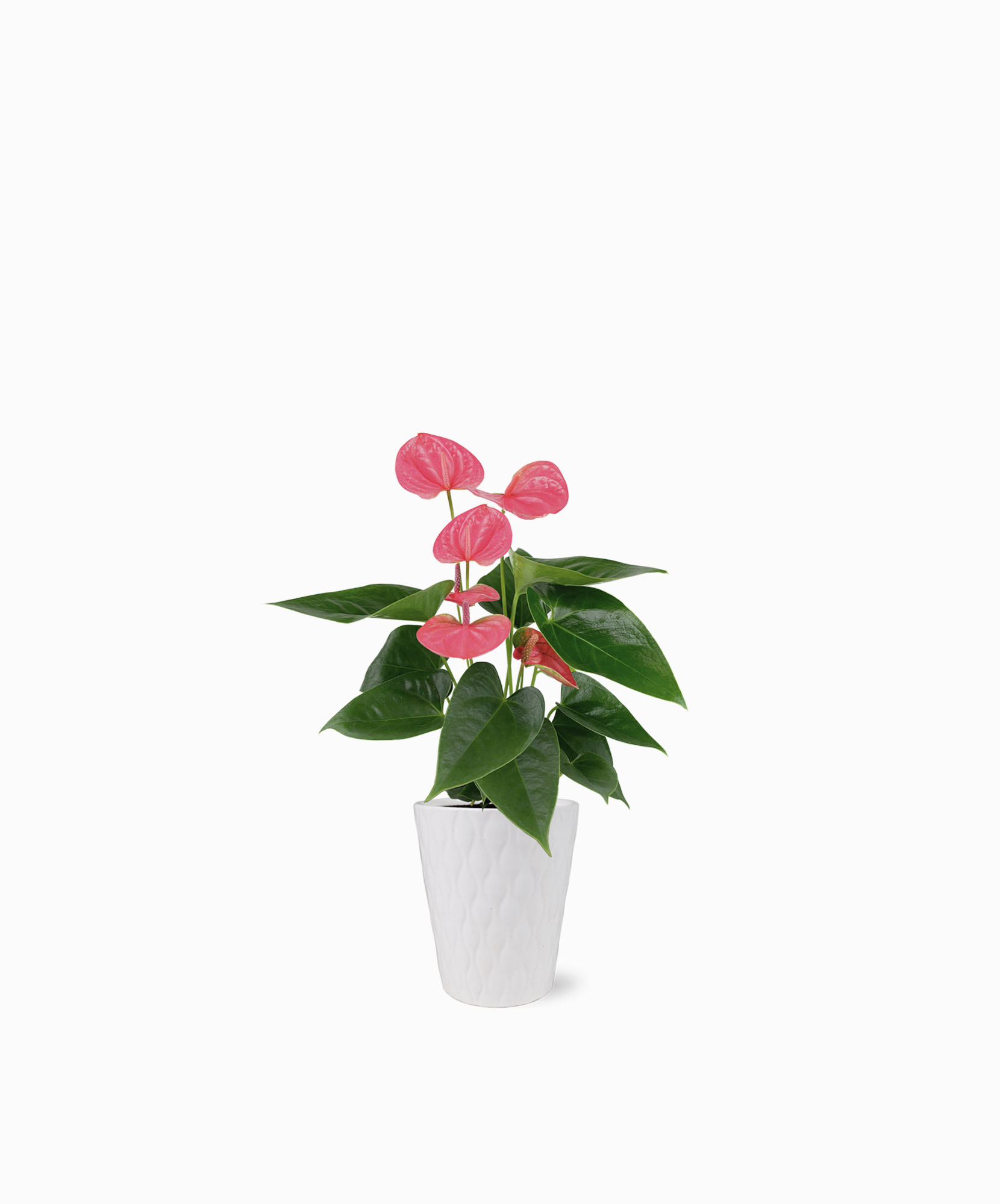 Pink Anthurium Plant | BloomsyBox