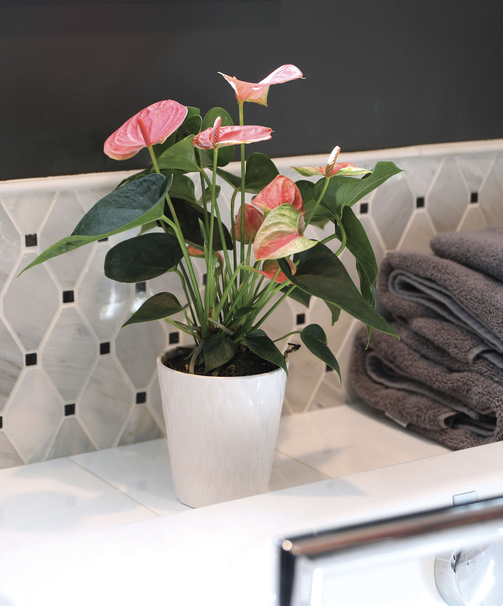 Pink Anthurium Plant | BloomsyBox