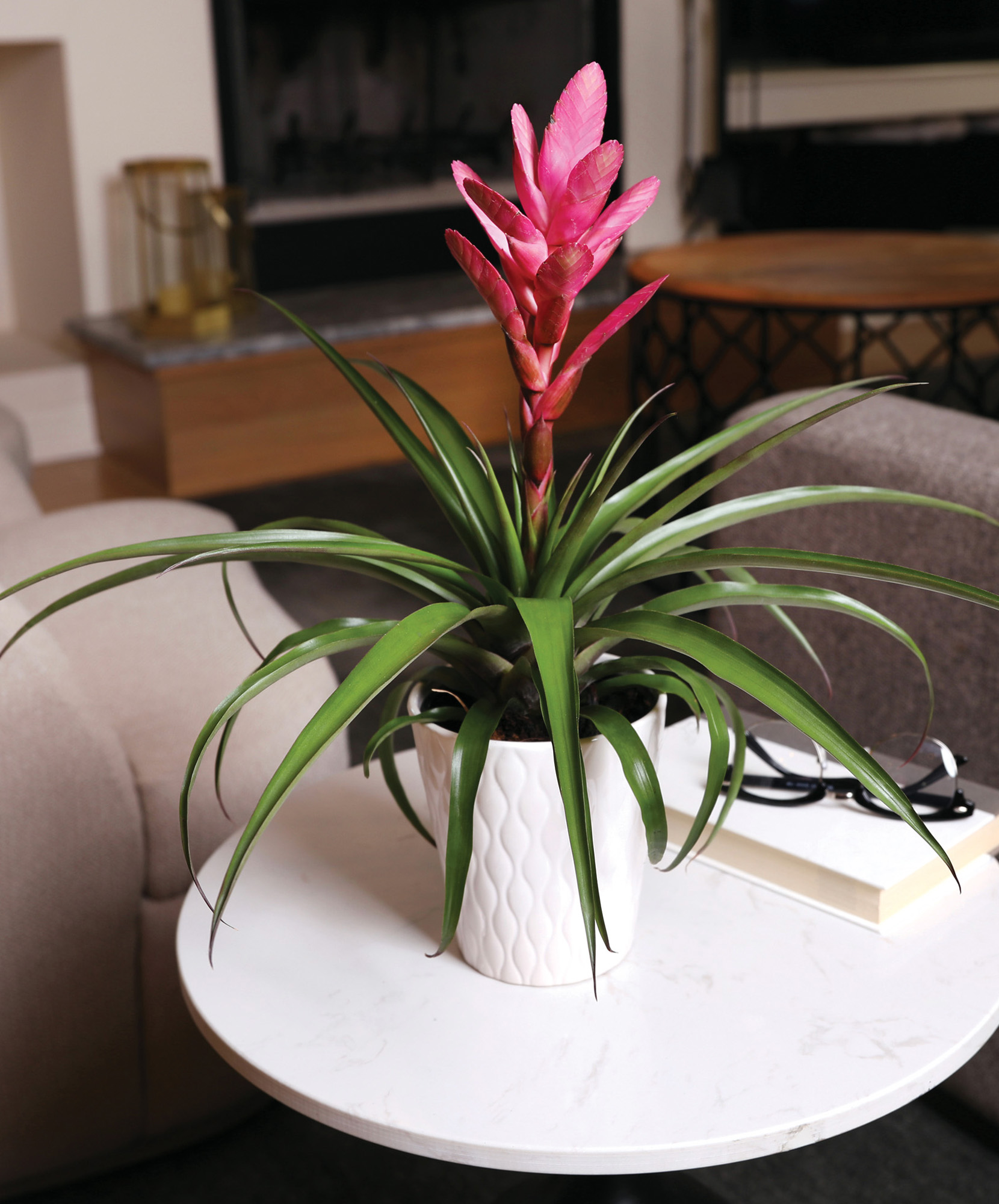 Pink Bromeliad Plant | BloomsyBox
