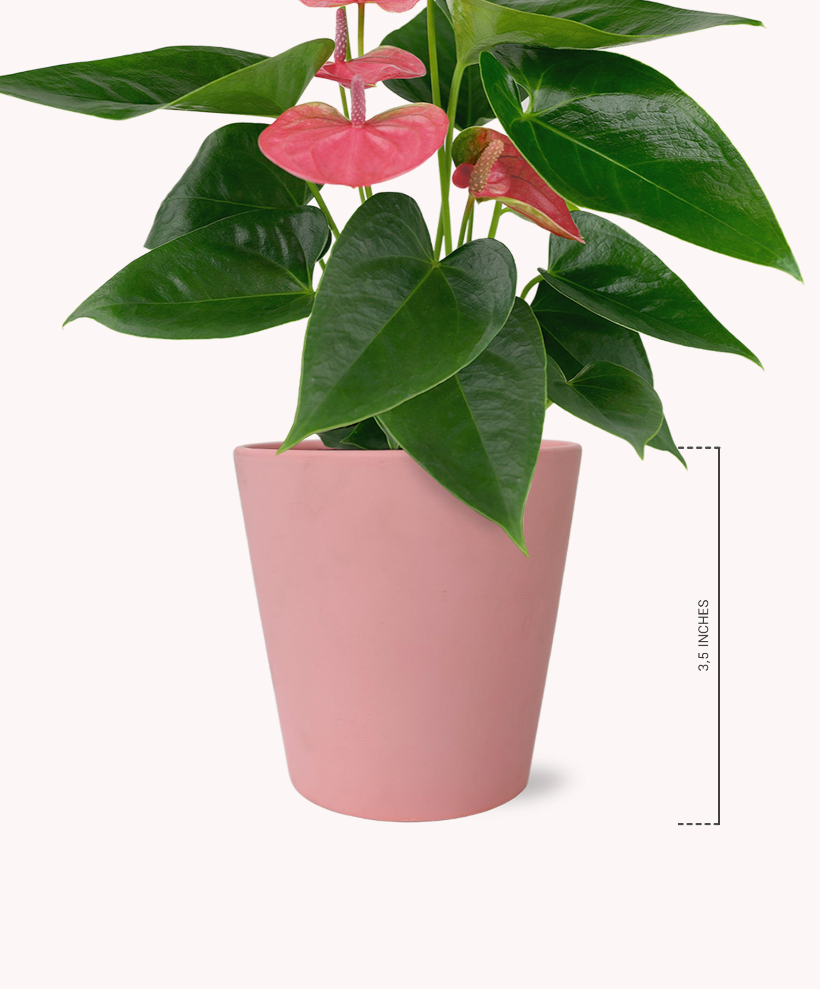 Perfectly Pink Anthurium Plant | BloomsyBox