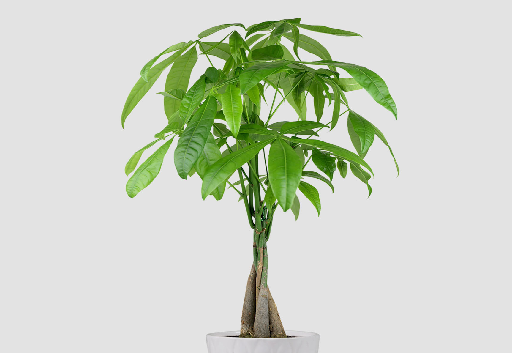 Money Tree Plant for Prosperity - Perfect Beginner & Housewarming Gift