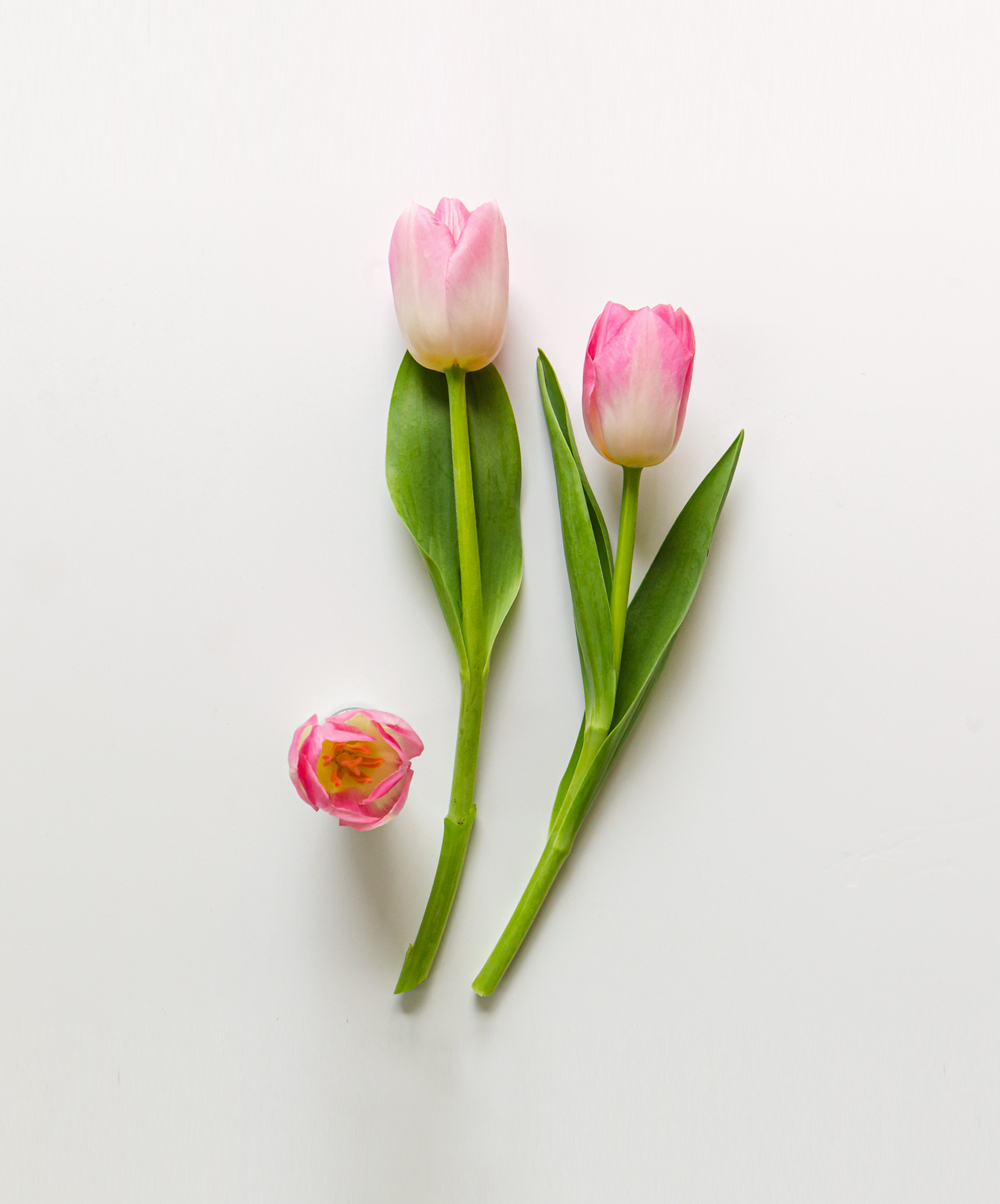 Single Pink Tulip