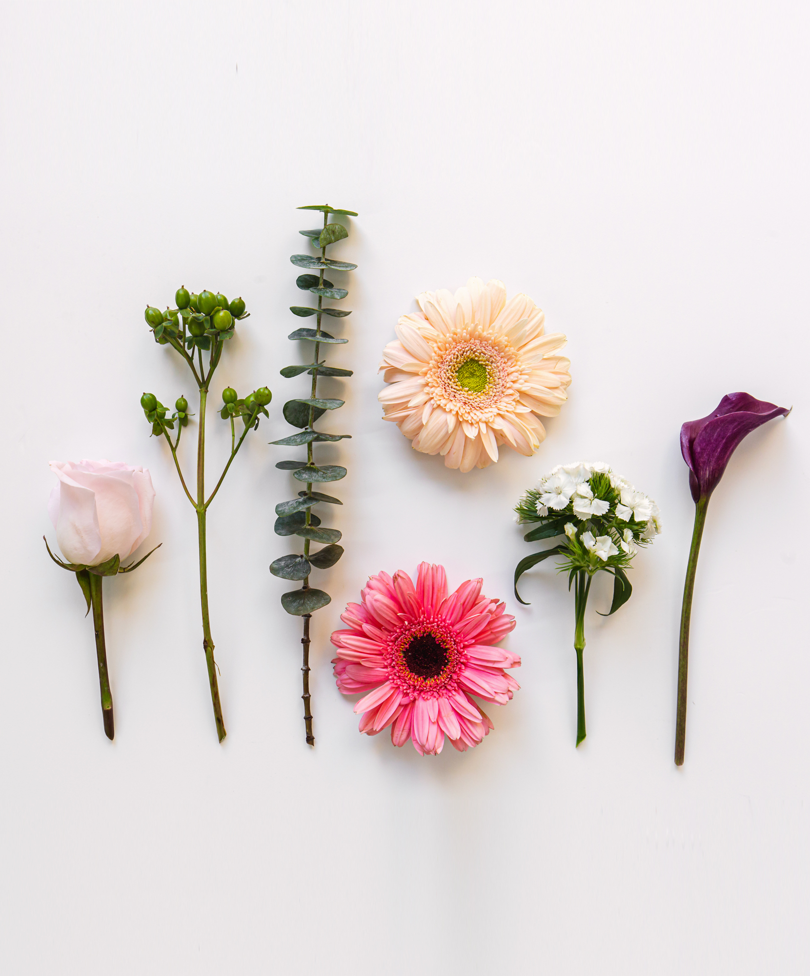 Premium Pink Blush | BloomsyBox