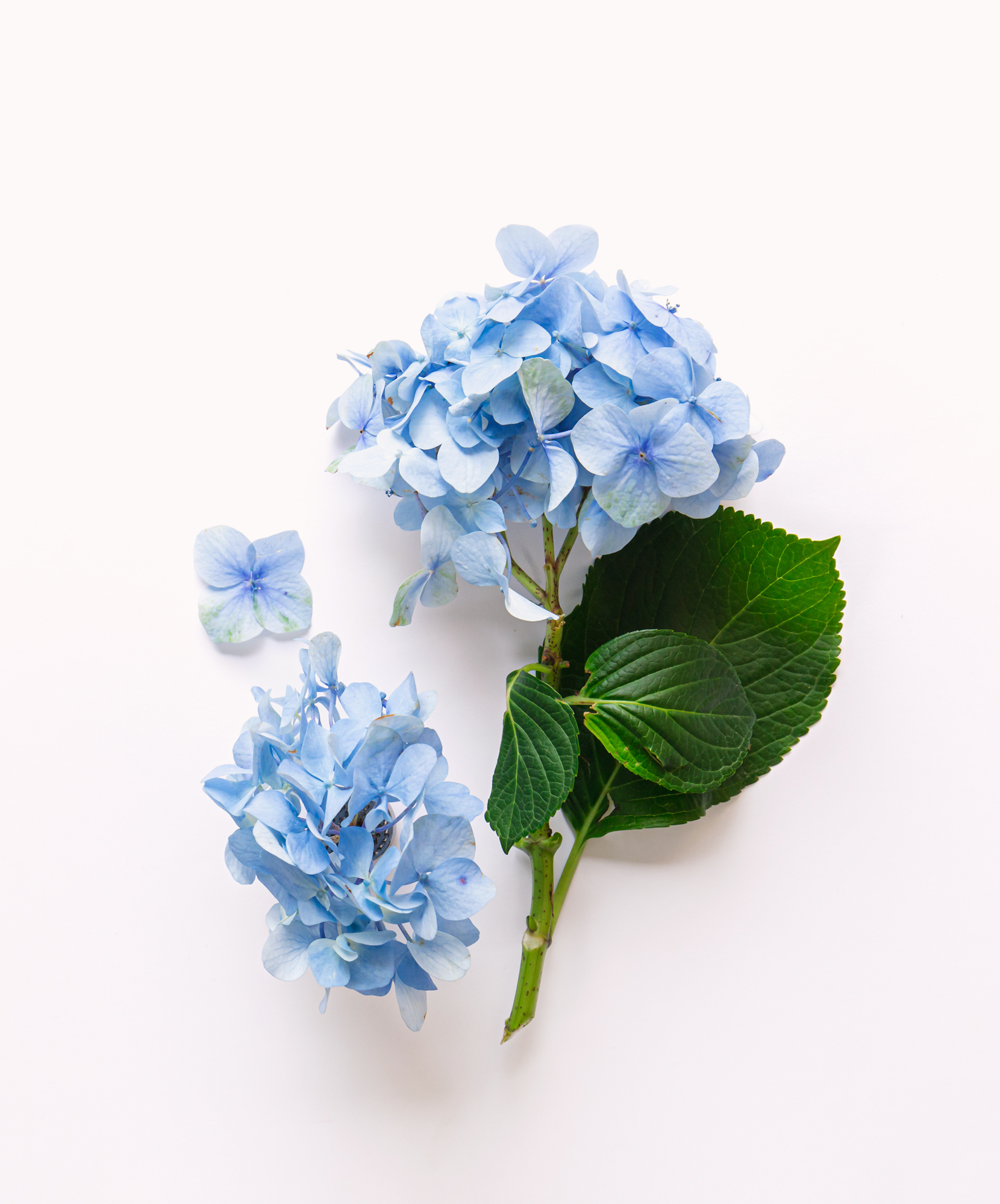 Blueberry Delight Hydrangea Bouquet | BloomsyBox