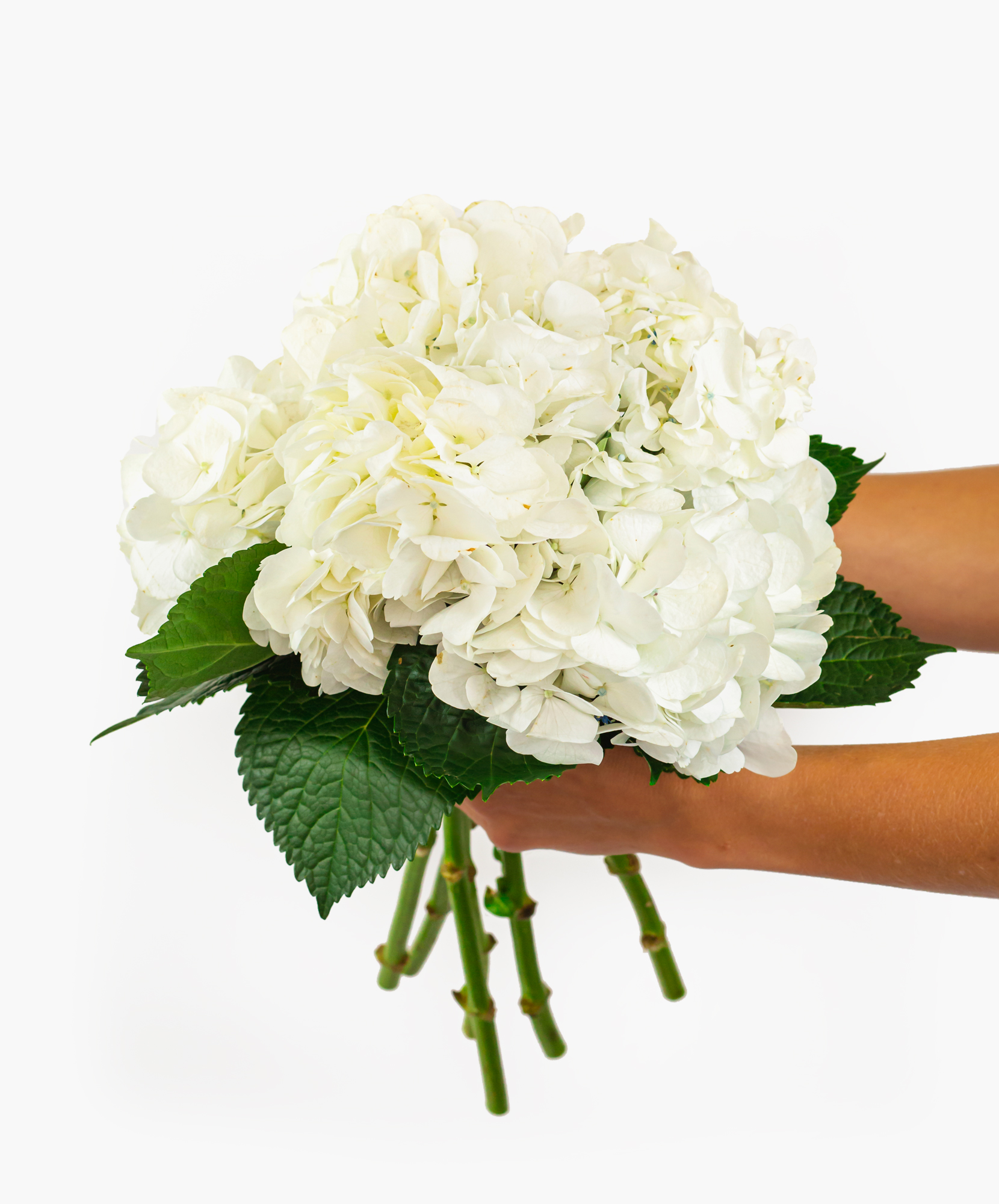 White Symphony Hydrangea