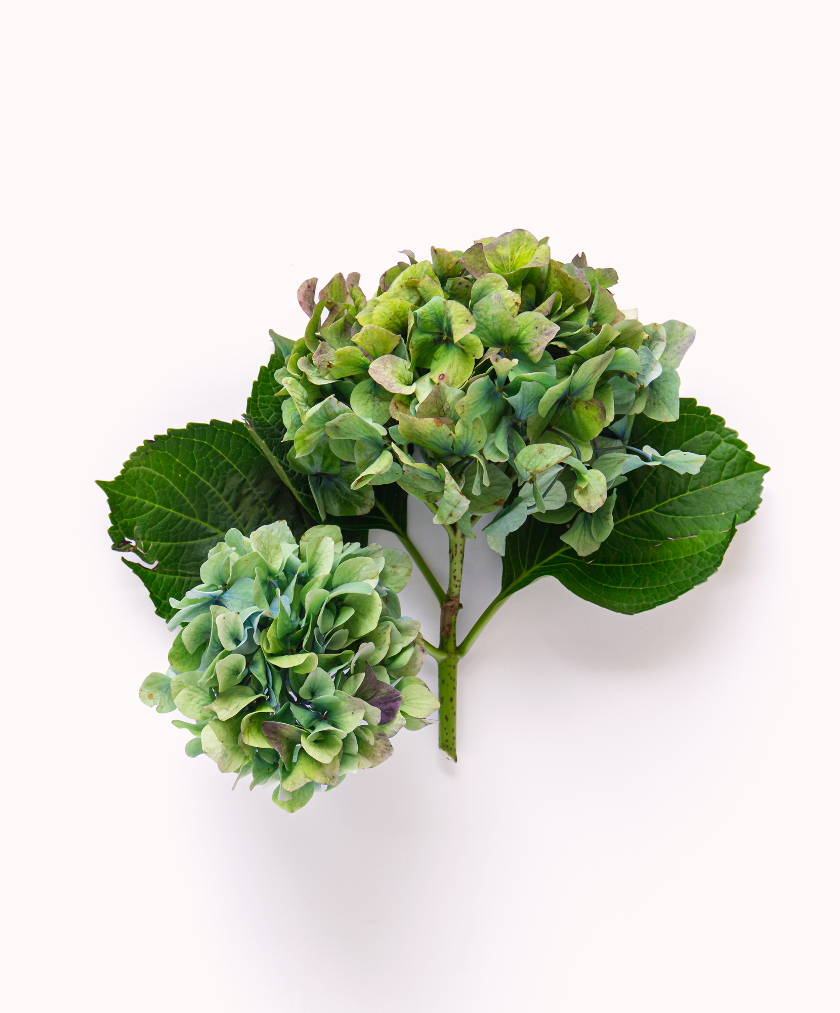 Emerald Enchantment Hydrangea Bouquet | BloomsyBox