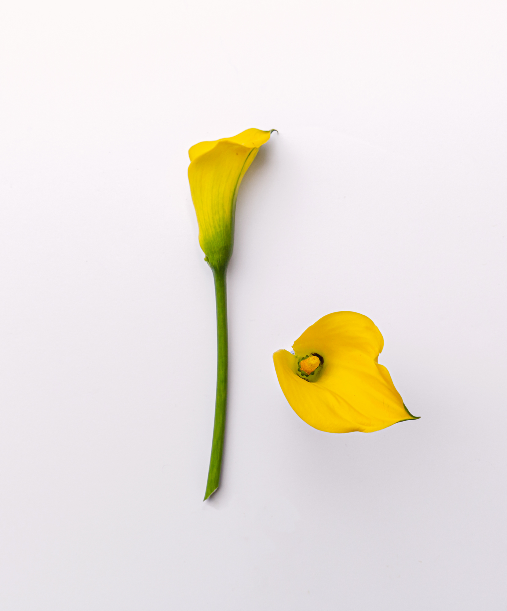 Yellow Mini Callas | BloomsyBox