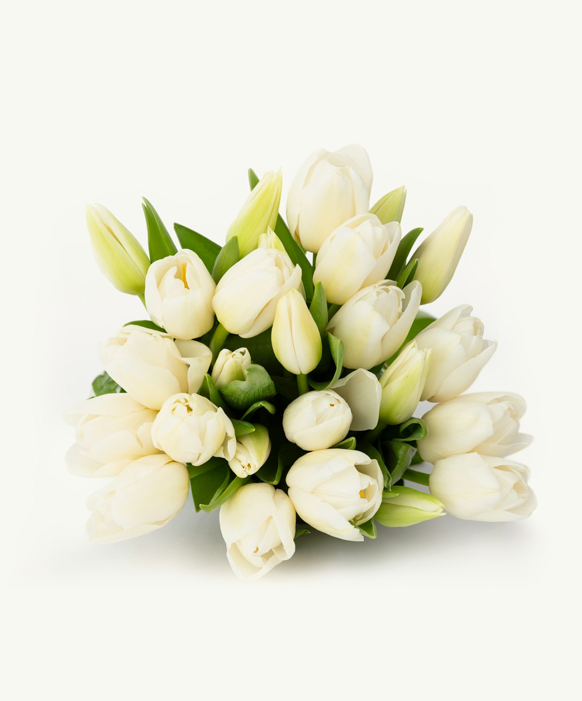 Pure White Tulips Bouquet | BloomsyBox