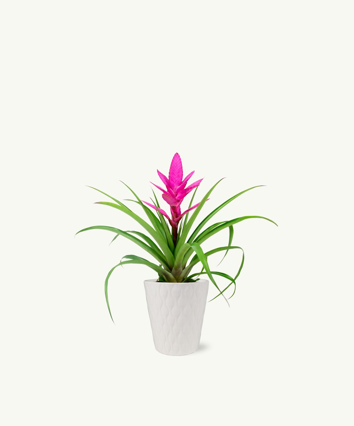 Pink Bromeliad Premium Floral Gift | BloomsyBox.com.com