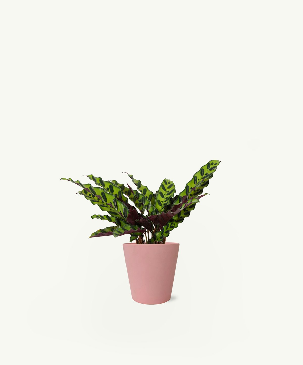 Meet Cute Plant | BloomsyBox