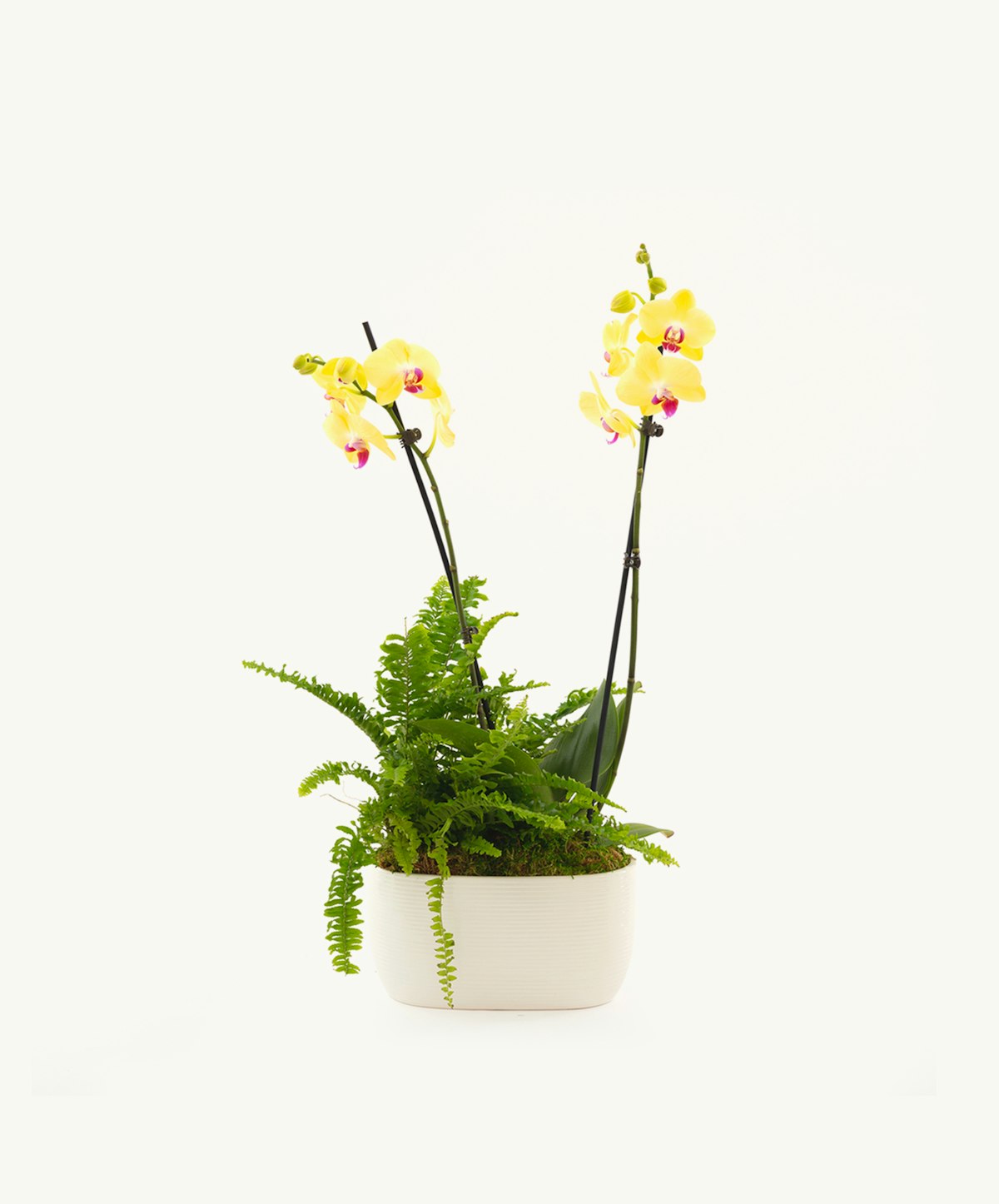 Yellow Orchid and Fluffy Ruffles Fern Garden Potted Plant | BloomsyBox