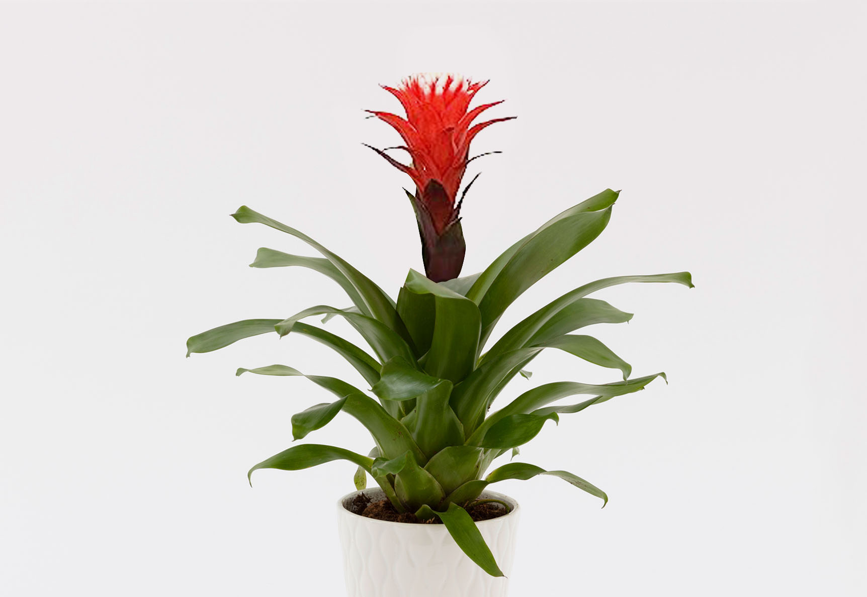 Red Guzmania Hope
