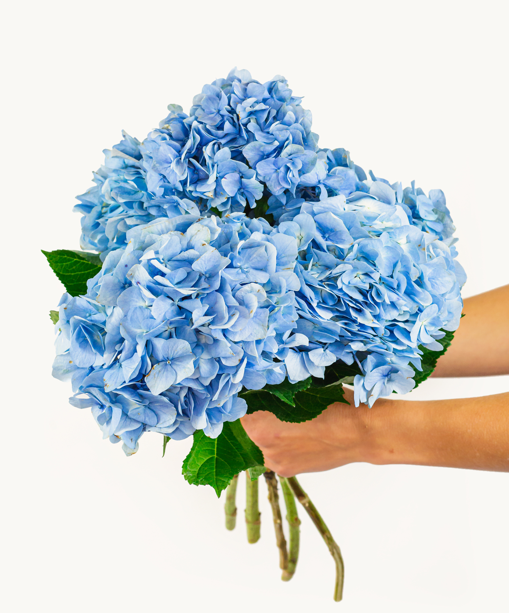 Light Blue Hydrangea Bouquet
