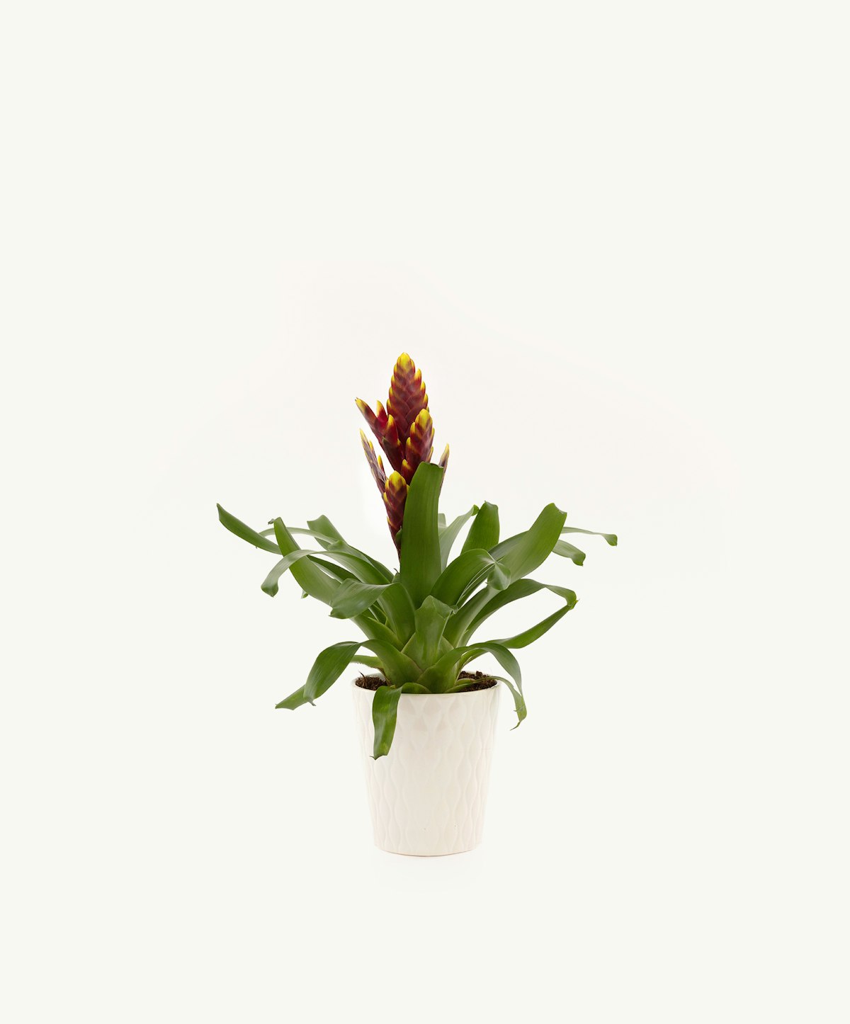 Purple and Maroon Bromeliad