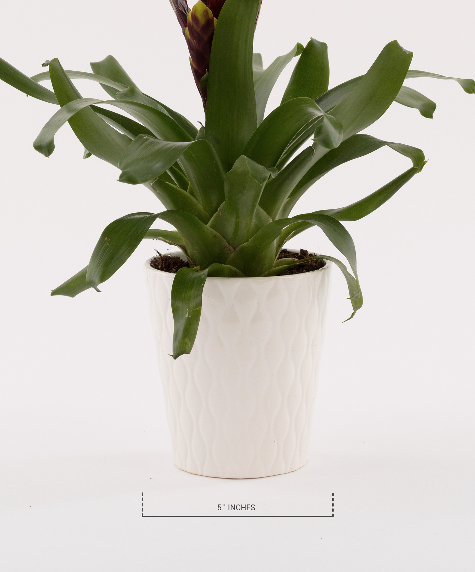 Purple and Maroon Bromeliad