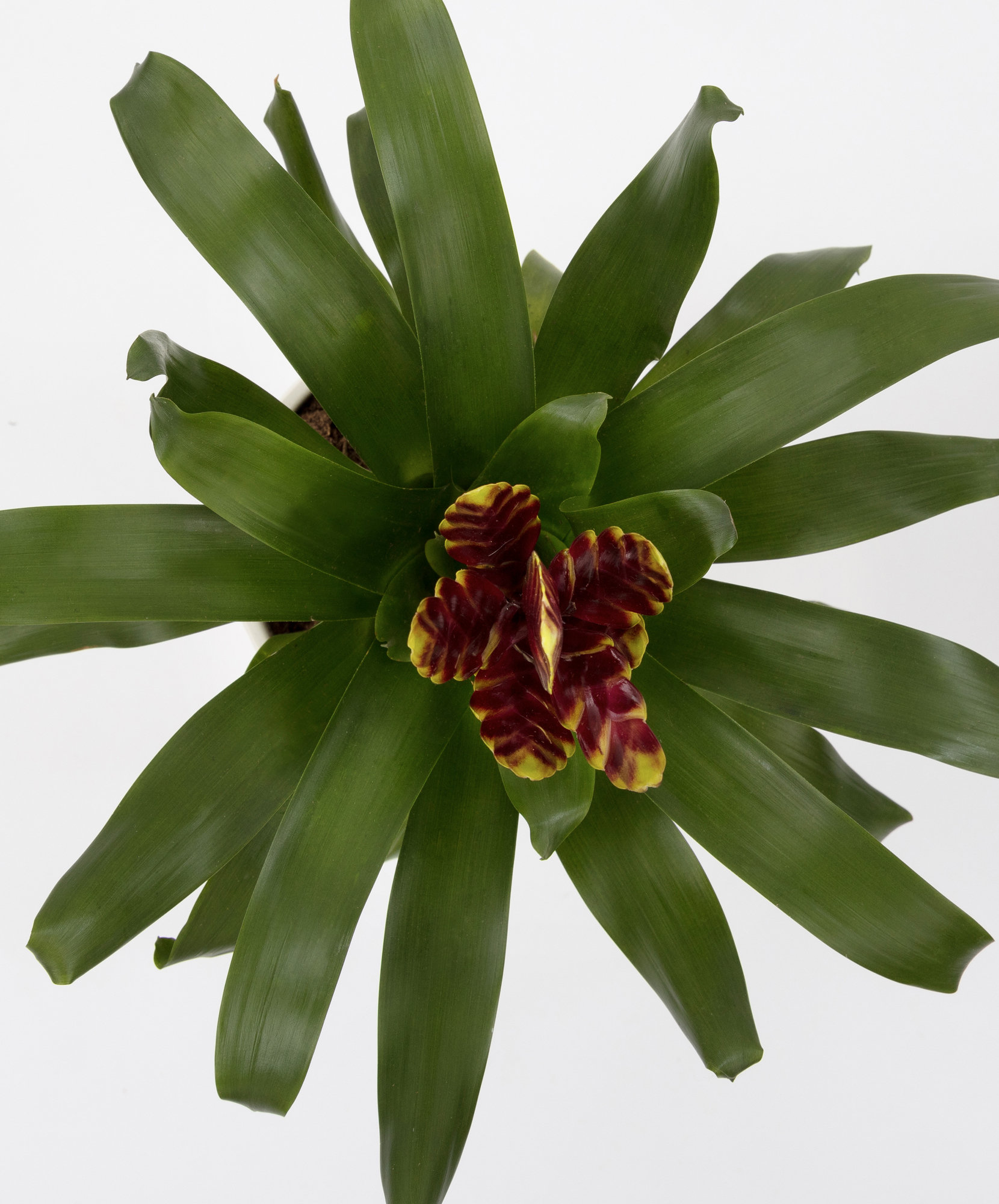 Purple and Maroon Bromeliad