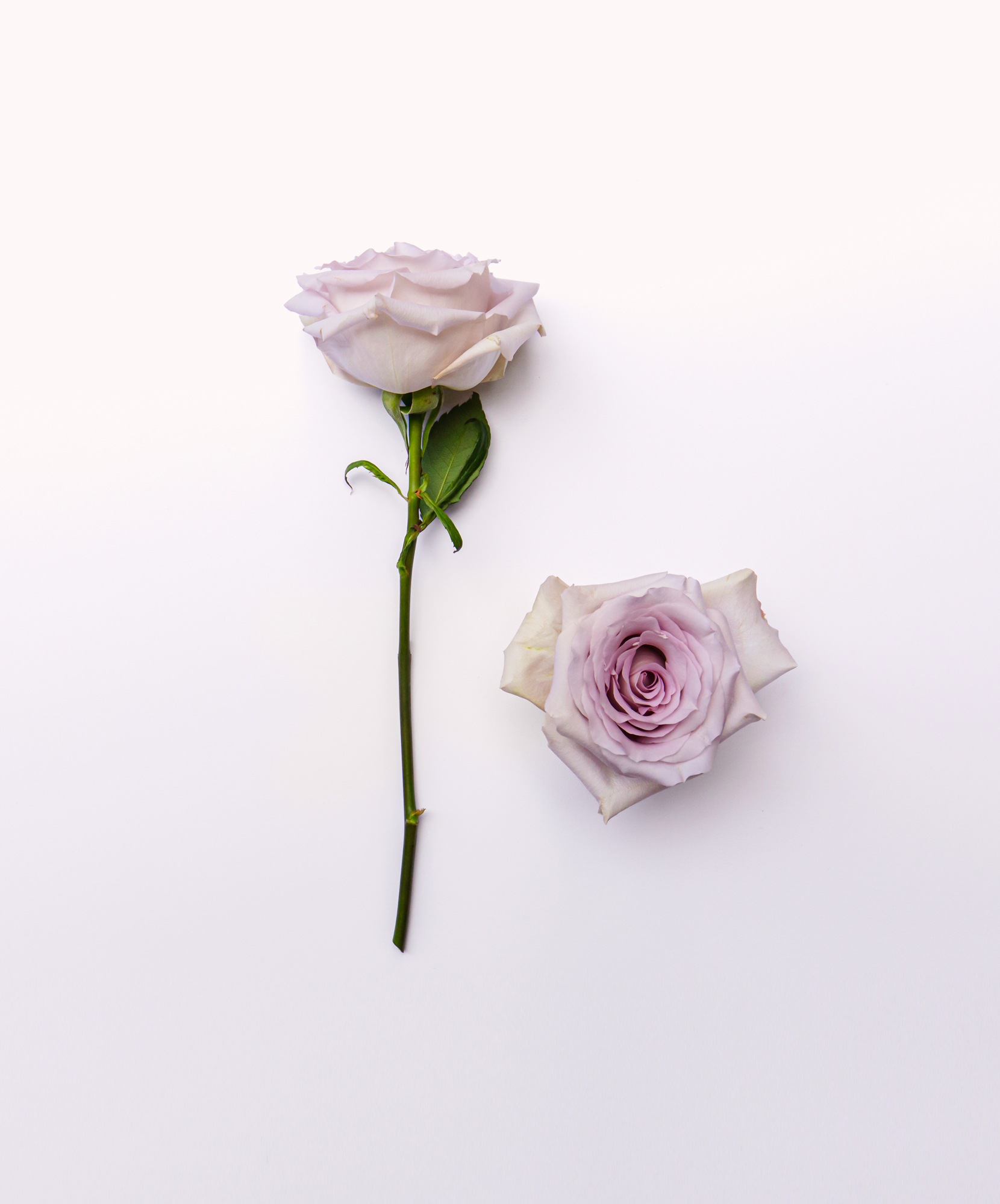 Andrea Roses